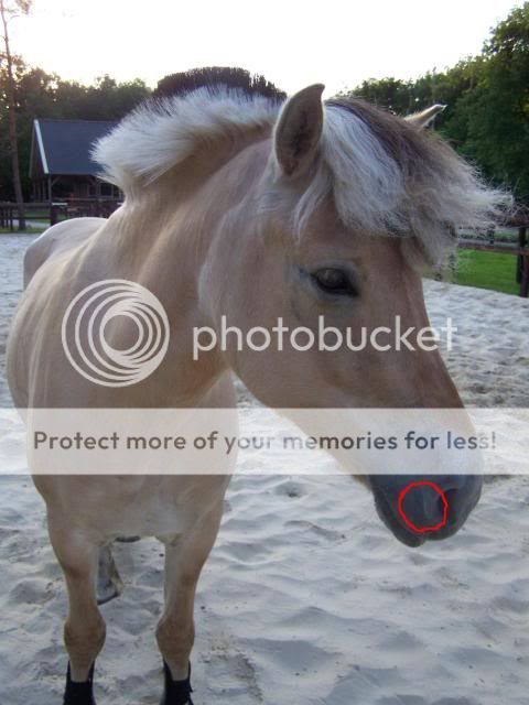 Uitstekend bot/kraakbeen tussen neusgat en lip. Wat is dat ? • Bokt.nl