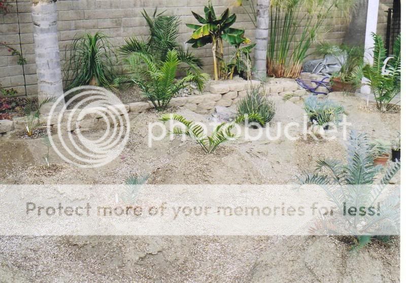 The Beginnings Of Our Garden, Part 1 - DISCUSSING PALM TREES WORLDWIDE ...