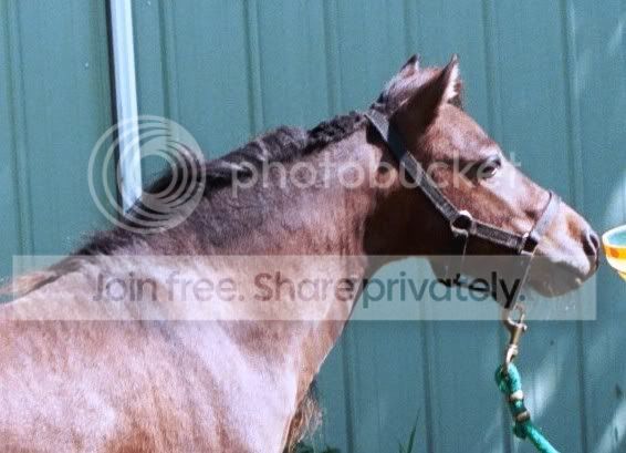 The sooty/smutty gene | Miniature Horse Talk Forums