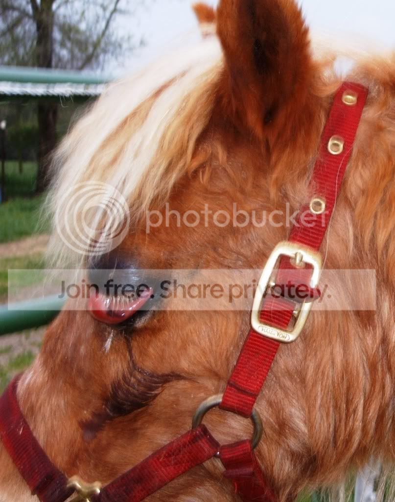 Equine Conjunctivitis anyone with experience? | Miniature Horse Talk Forums