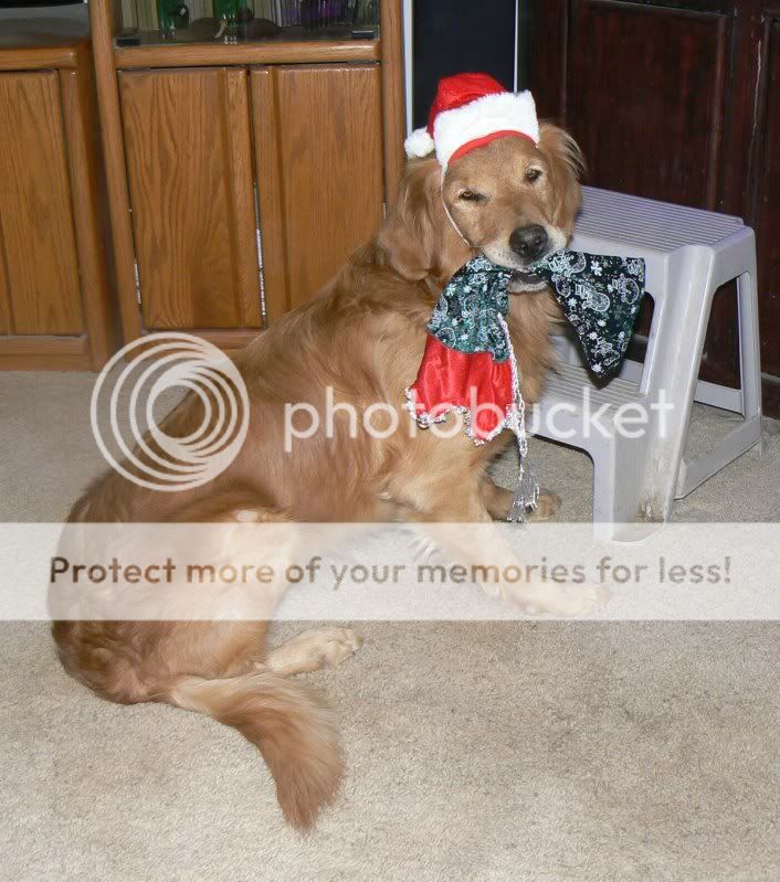 Merry Christmas from Rebel and Baron | RetrieverTraining.Net - the RTF