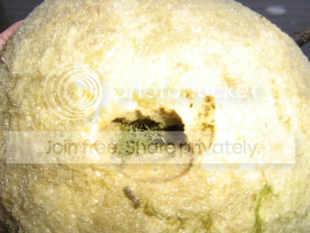 Maggot Basket and Fresh Water Sponge - Field Herp Forum