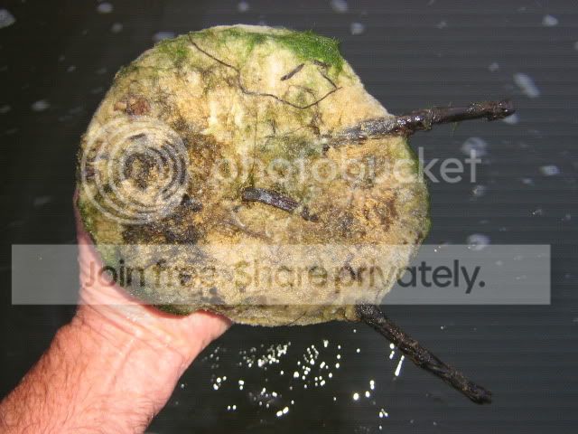 Maggot Basket and Fresh Water Sponge - Field Herp Forum