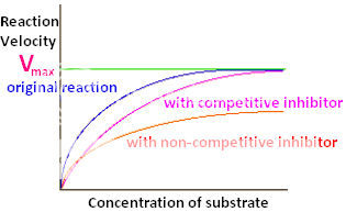 Reaction Velocity curves for an enzyme - Biochemistry!! - The Student Room